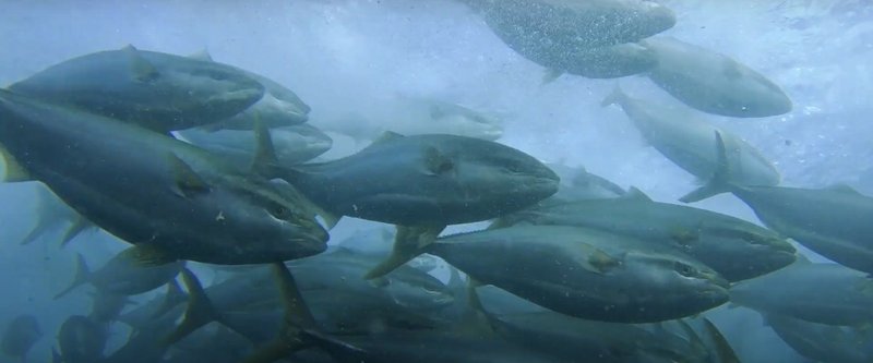 【世界を魅了！日本の魚】NHKクローズアップ現代にGOWが取り上げられました！｜GLOBAL OCEAN WORKS GROUP- グローバル ...