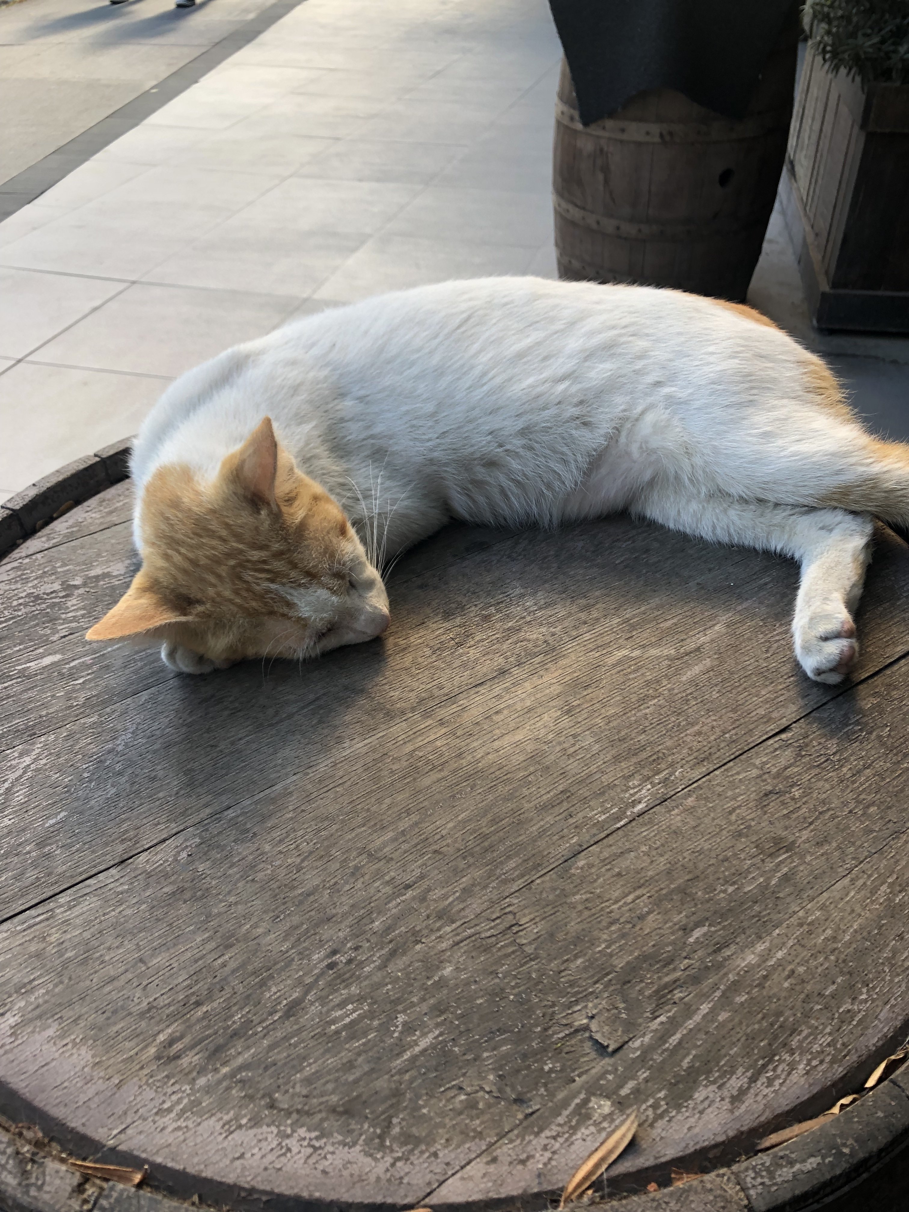 ねこ inフィリピン｜co-keko-co