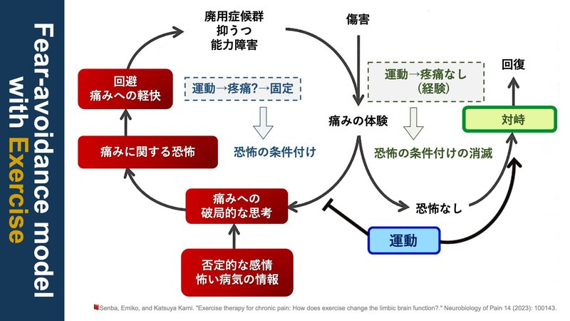 Fear-avoidance model × 運動療法の関わり｜Super Human | 理学療法士／保健学博士 Ph.D.