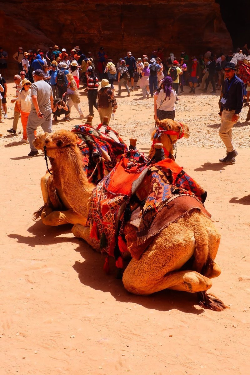 ヨルダン🇯🇴旅行記3日目①いざペトラ遺跡へ。｜East Haruko