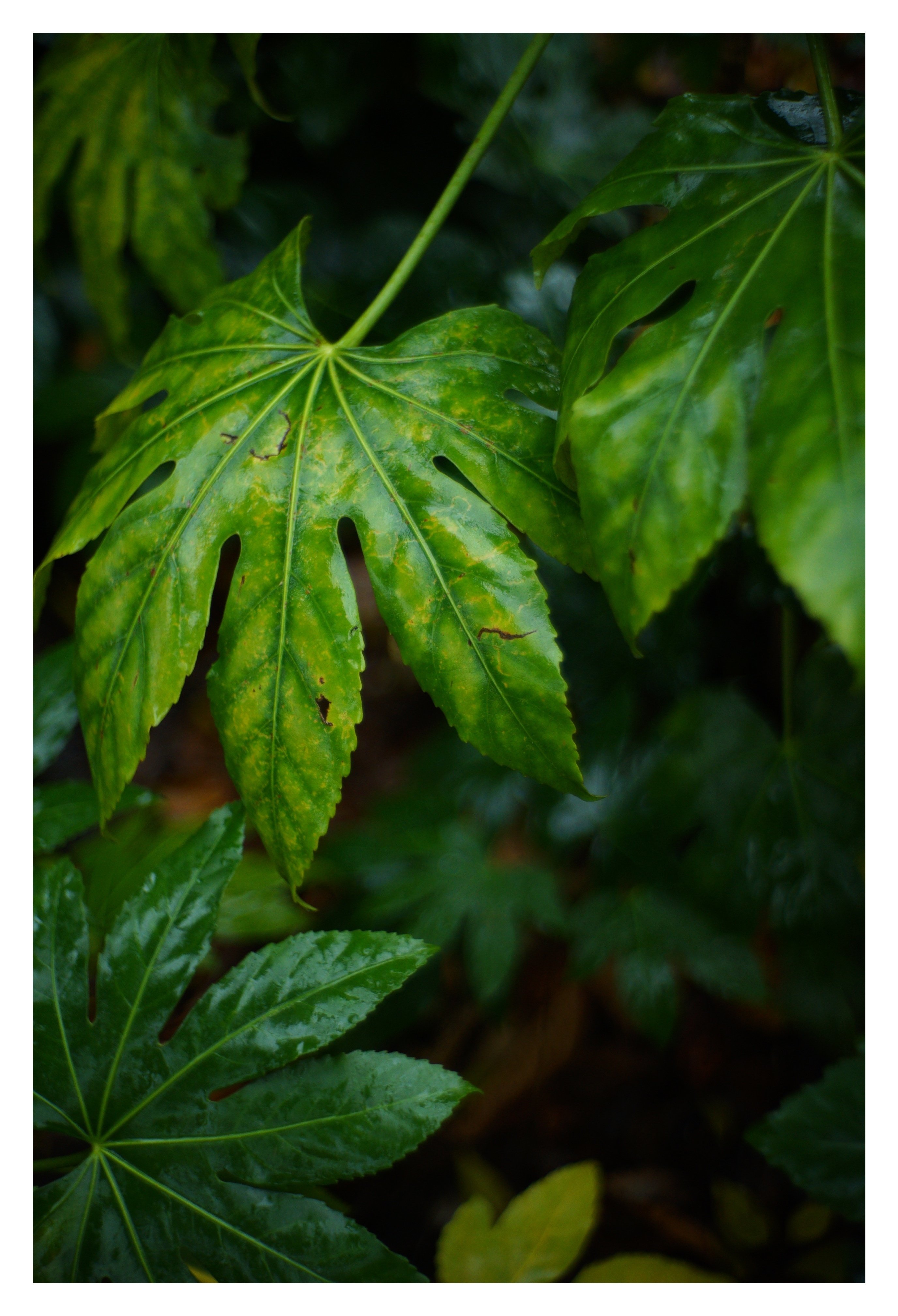 アーカイブ｜shin ikegami