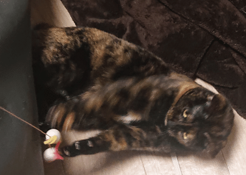 サビと遊べるようになった｜sabi_cat