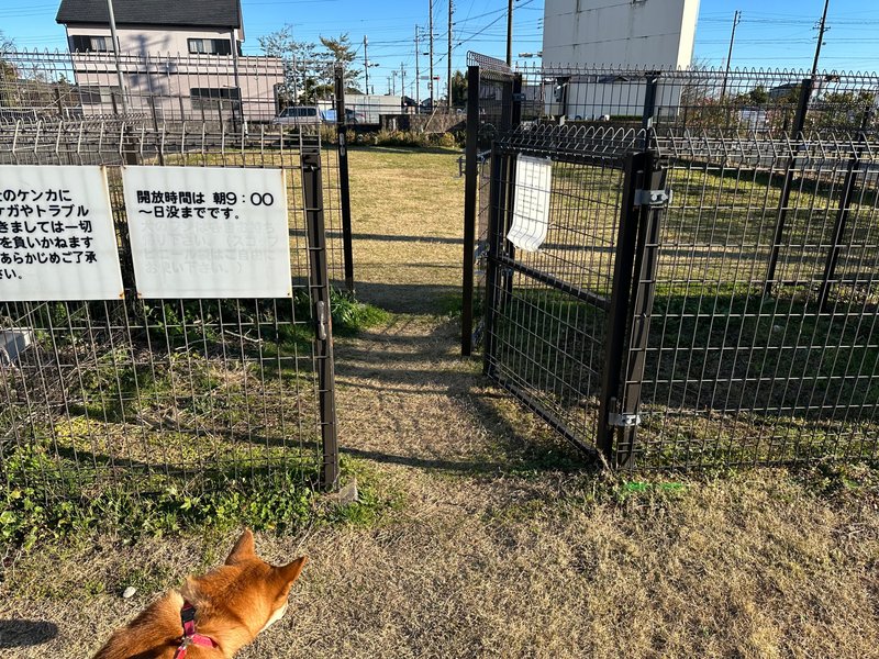 こなつチャンネル(66)ドッグランで「はな」を見つけたよ。｜NicePapa 平野 尚志