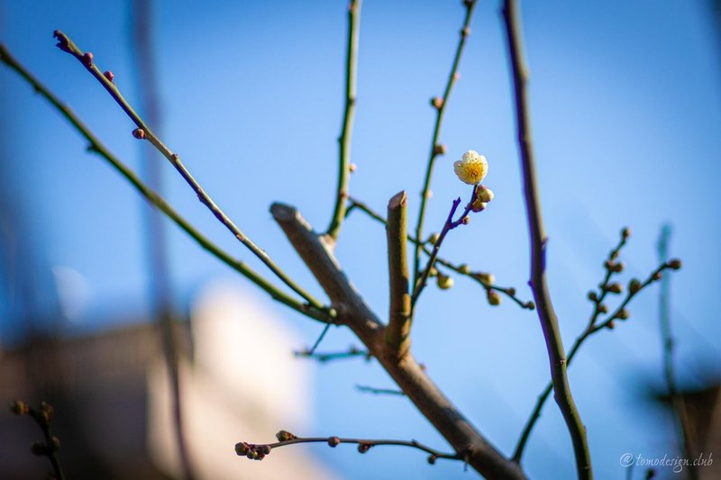 暇つぶし散歩「白梅の花」No.1296｜『空間の通訳者』たかはし@913
