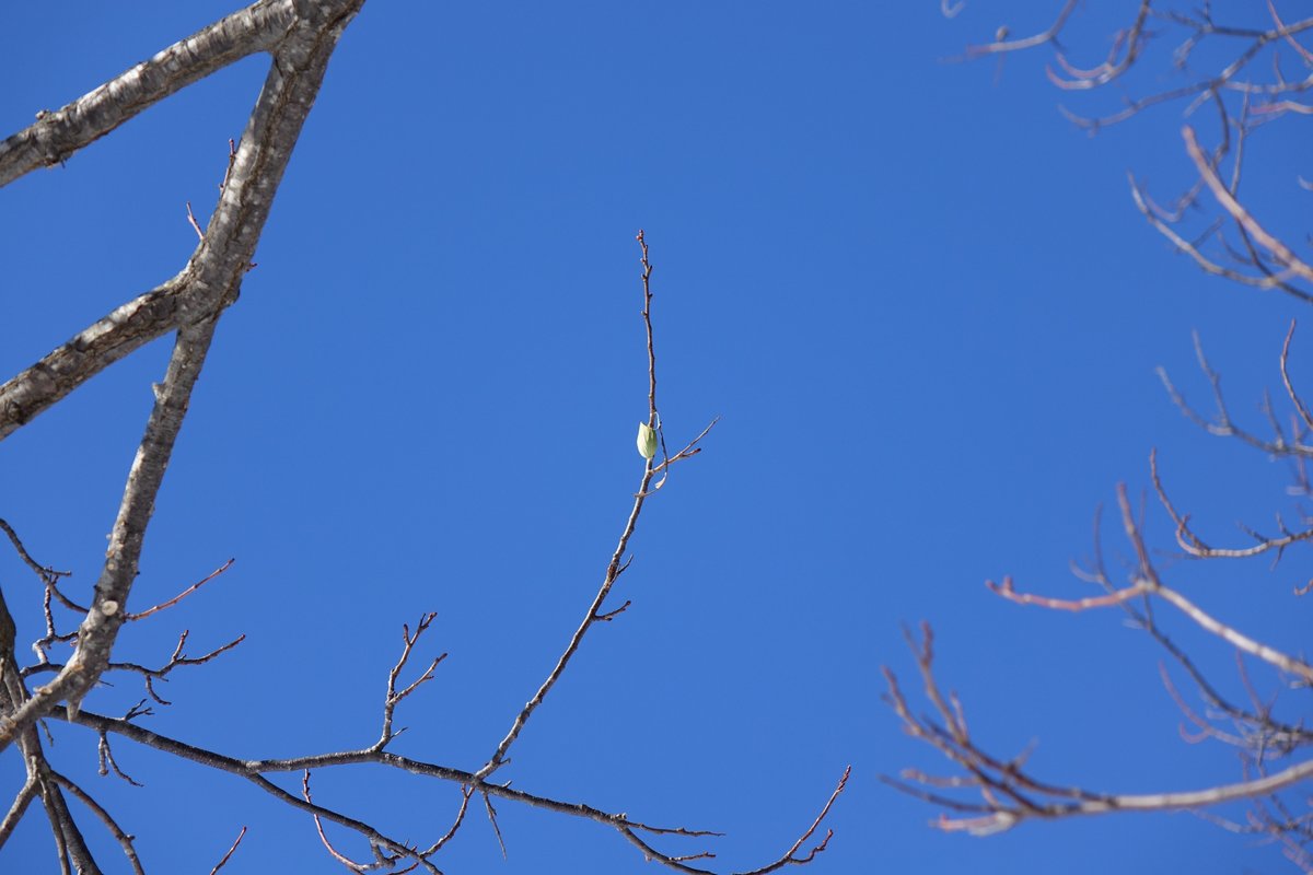 くりやまカメラの会-冬の里山探検編-｜SAyA-kibaco-