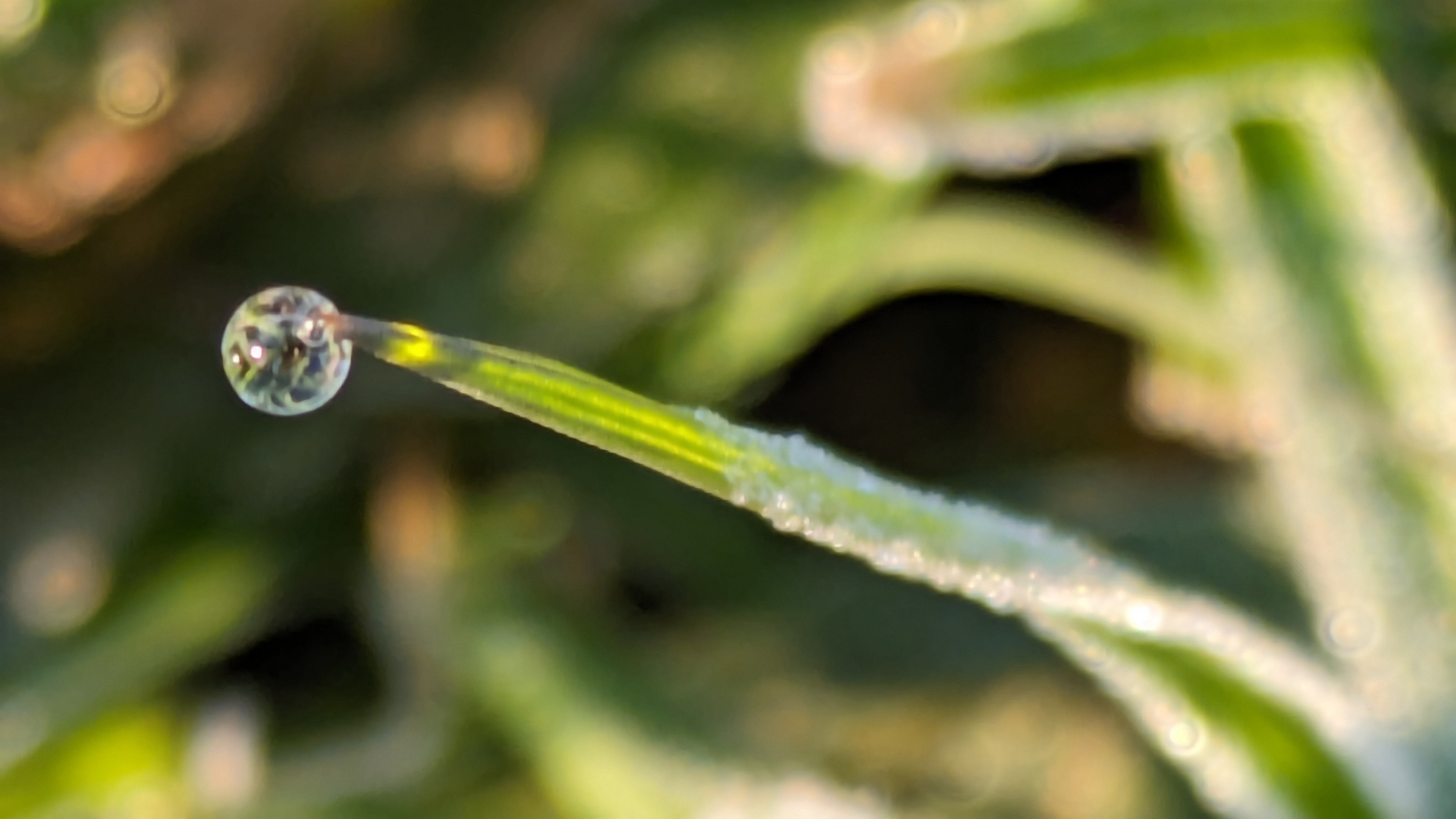 今朝の水滴⑤｜ichiro70