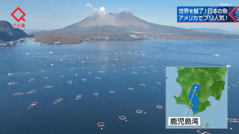 【世界を魅了！日本の魚】NHKクローズアップ現代にGOWが取り上げられました！｜GLOBAL OCEAN WORKS GROUP- グローバル ...