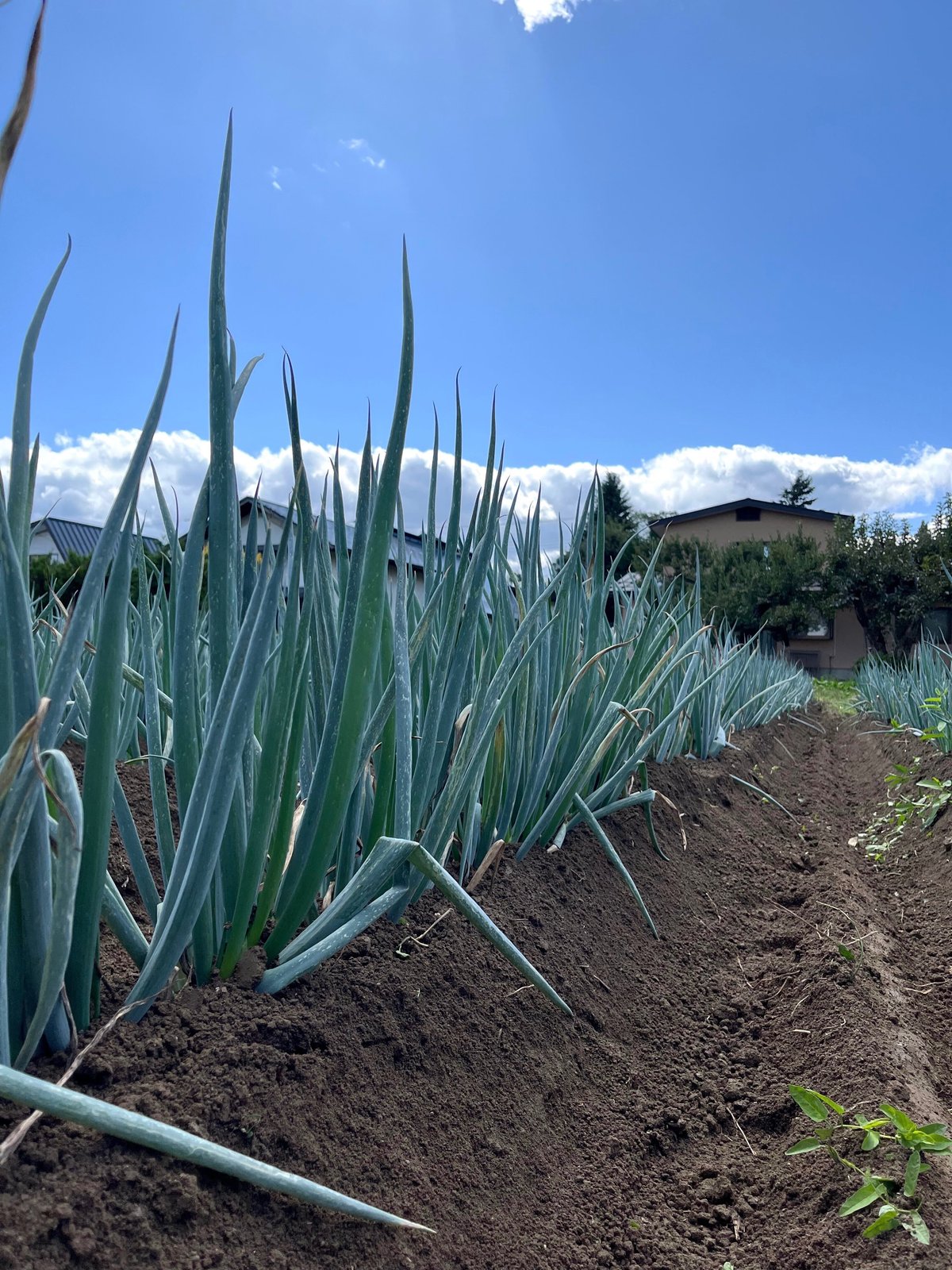 生き方としての農家 #6｜Shinta Ninoto