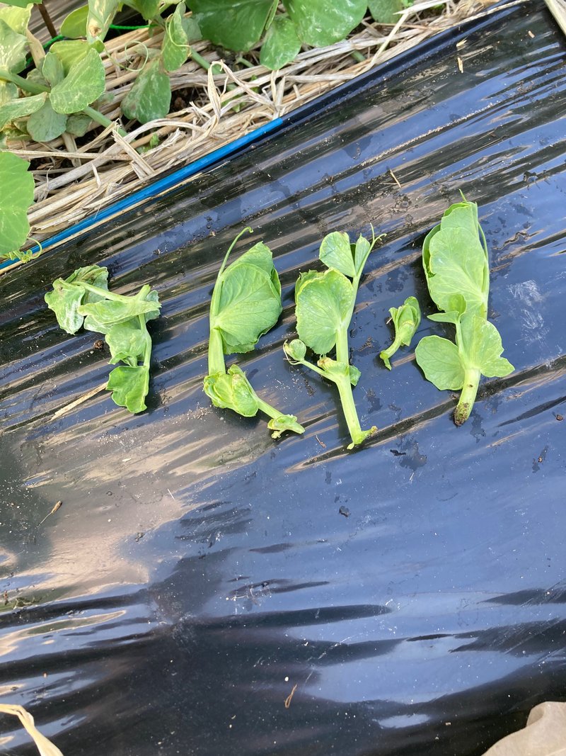 スナップエンドウの脇芽かき。それは脇芽か〇〇か。｜hato