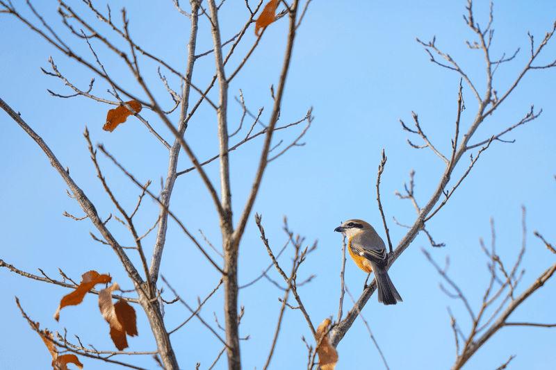 【野鳥】1月28日探鳥｜Chacoder
