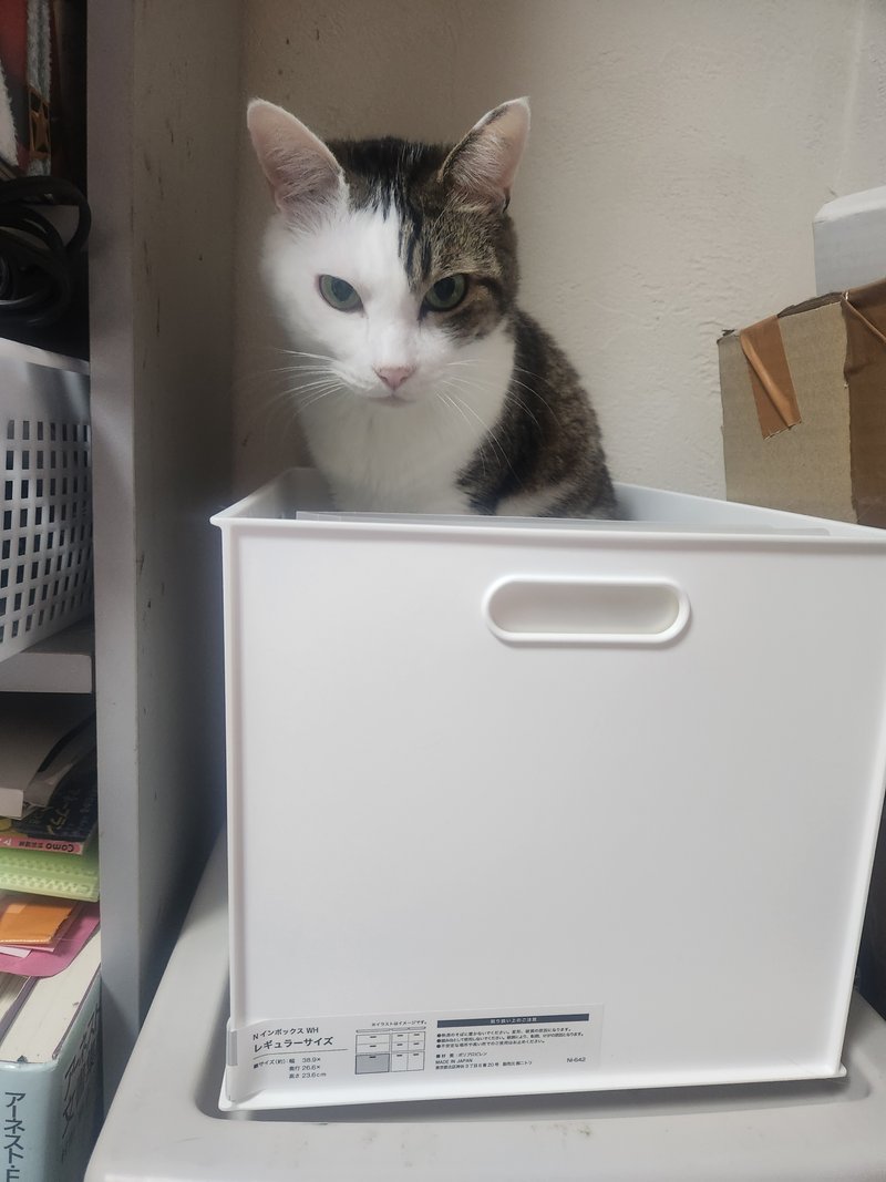 セレブレーション｜shironeko