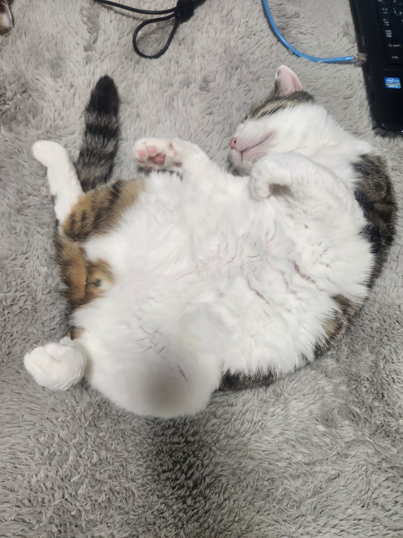 セレブレーション｜shironeko