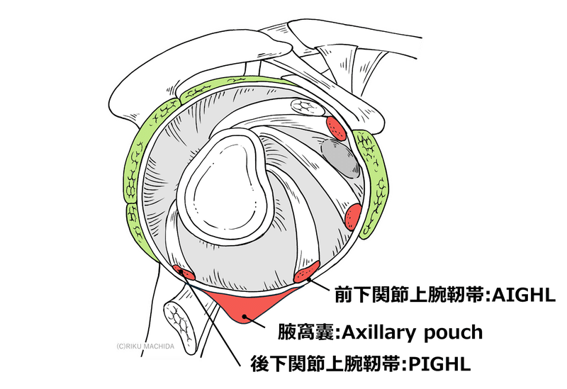 腋窩陥凹の短縮による影響と評価法｜肩関節機能研究会 郷間