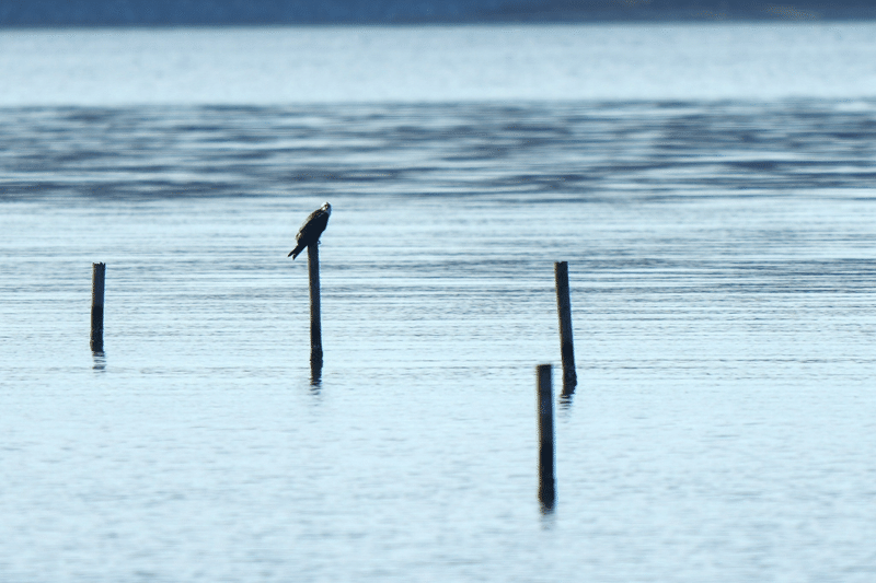 【野鳥】2月10日探鳥 －2024-3｜Chacoder