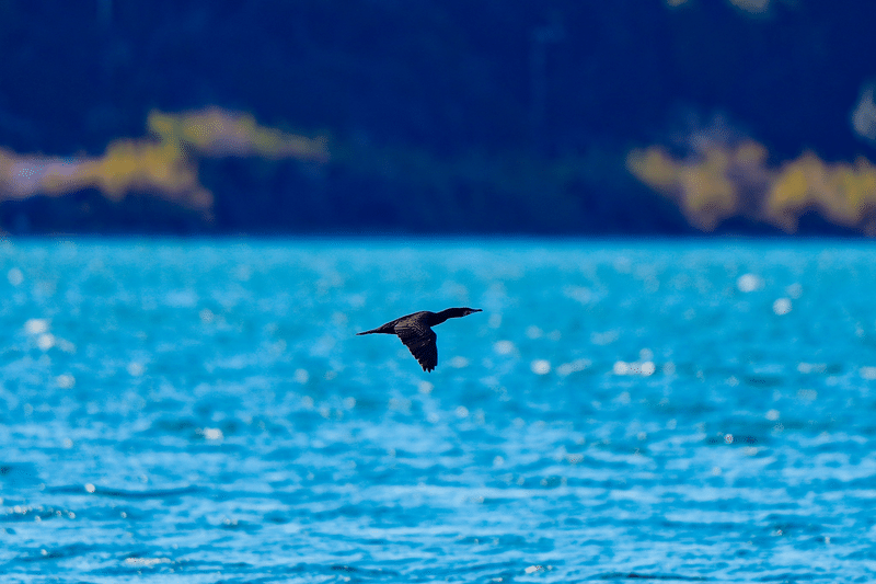 【野鳥】2月10日探鳥 －2024-3｜Chacoder