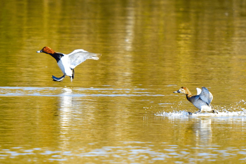 【野鳥】2月10日探鳥 －2024-3｜Chacoder