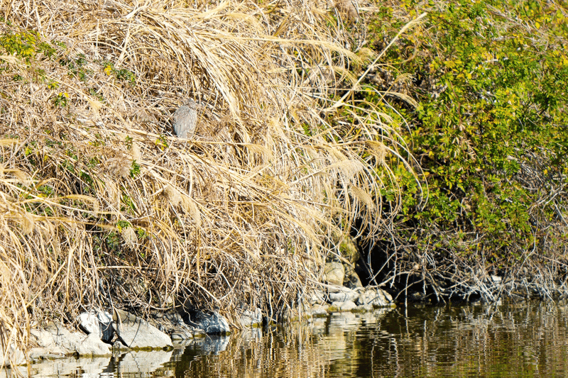 【野鳥】2月10日探鳥 －2024-3｜Chacoder