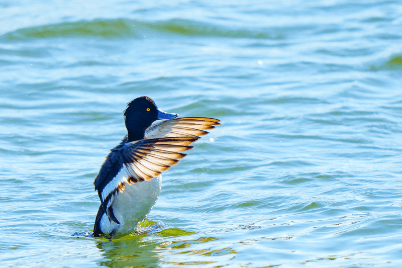 【野鳥】2月10日探鳥 －2024-3｜Chacoder
