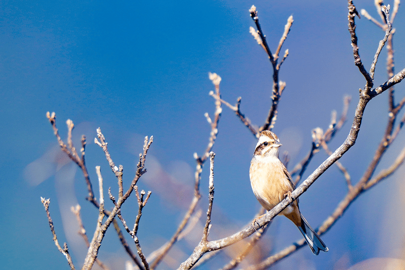 【野鳥】2月10日探鳥 －2024-3｜Chacoder