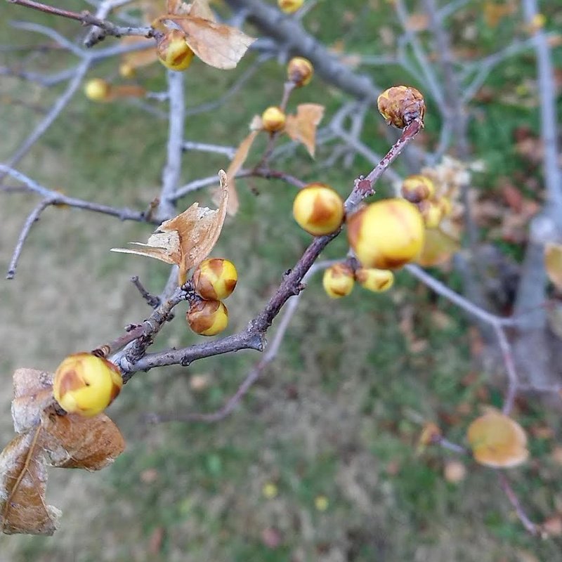 2024-02-12 ロウバイ｜Akihiko YAMAZAWA