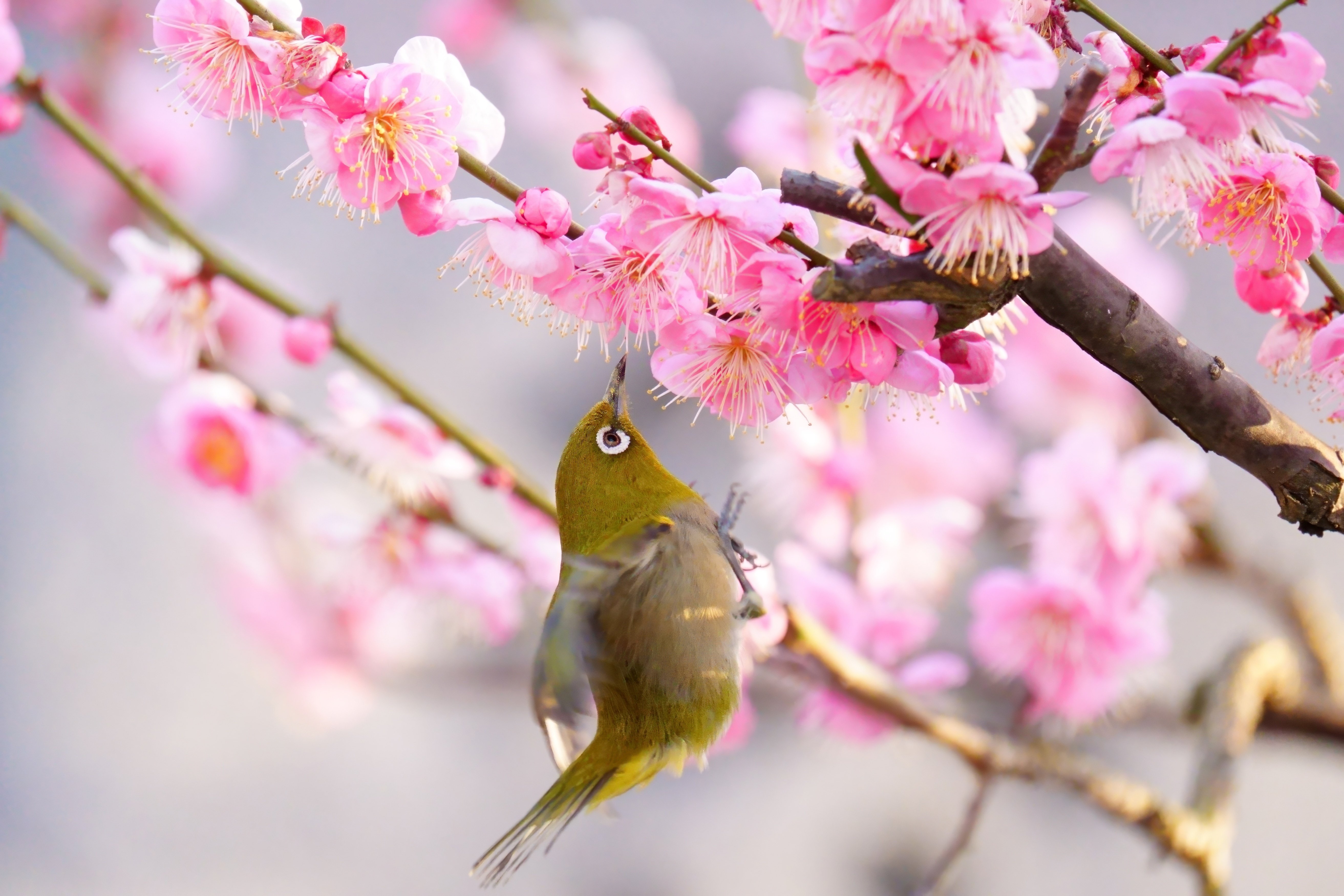 梅にメジロ(また行ってきました🤣)｜Miya