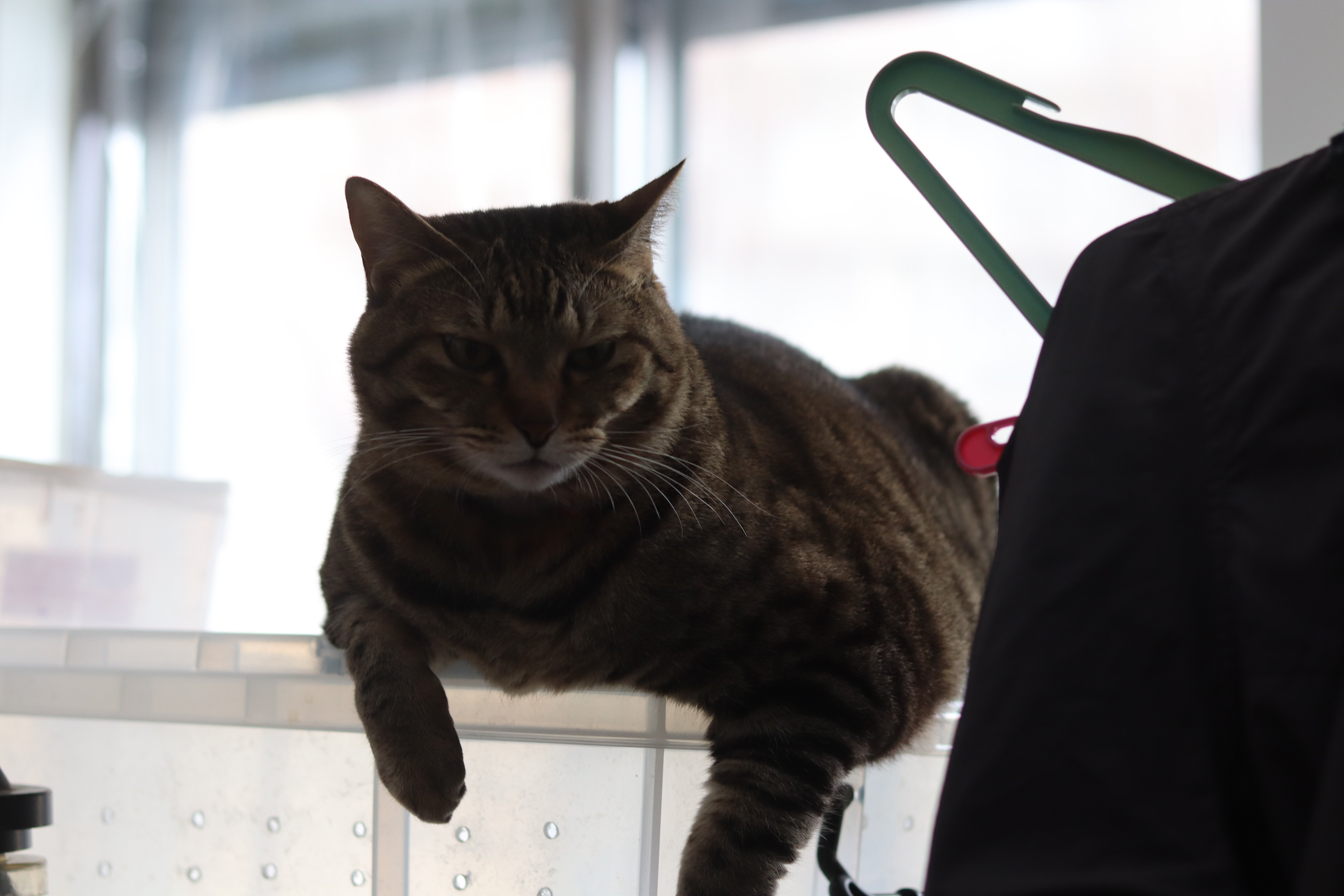 今日のティア｜紅＝猫の瞳に恋する執事 Ti amo♡ ＃キジトラ ＃note ＃小説 ＃エッセイ ＃猫がいる幸せ