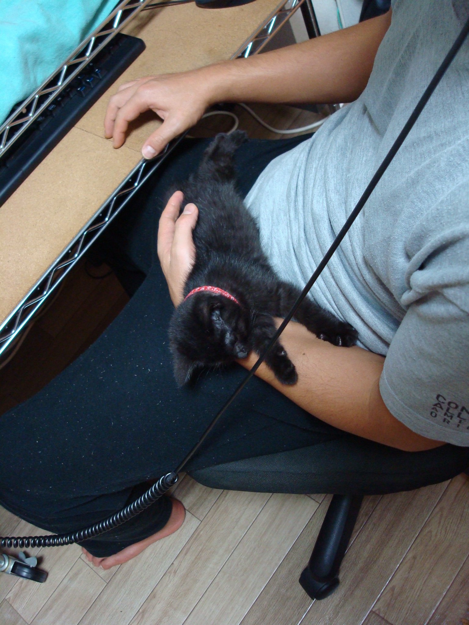 猫と水槽13｜icori_a