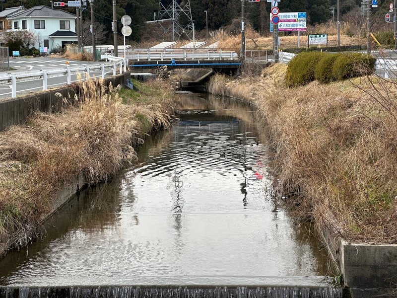 2024/1/3 浜名区で見つけたもの 五反田川のカモ｜NicePapa 平野 尚志