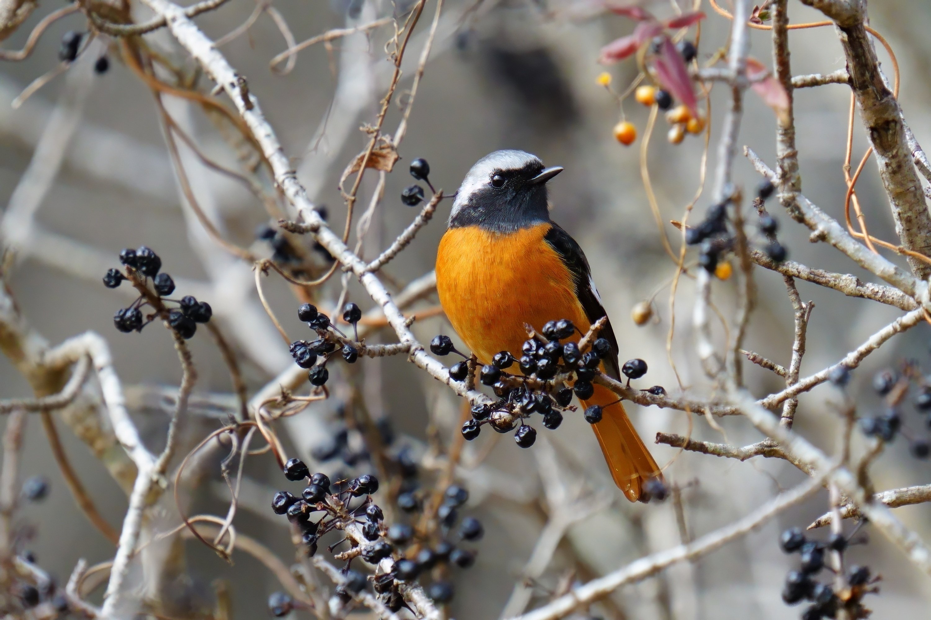 シーボルトノキにやって来たジョビ男君｜Miya