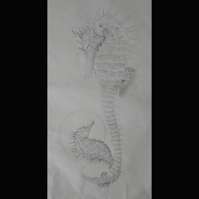 タツノオトシゴ（スケッチドローイング）｜chiaki_asu