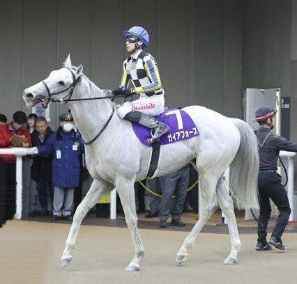 【フェブラリーS（G1）回顧】推奨馬ドゥラエレーデ12着…何処!?｜Haya