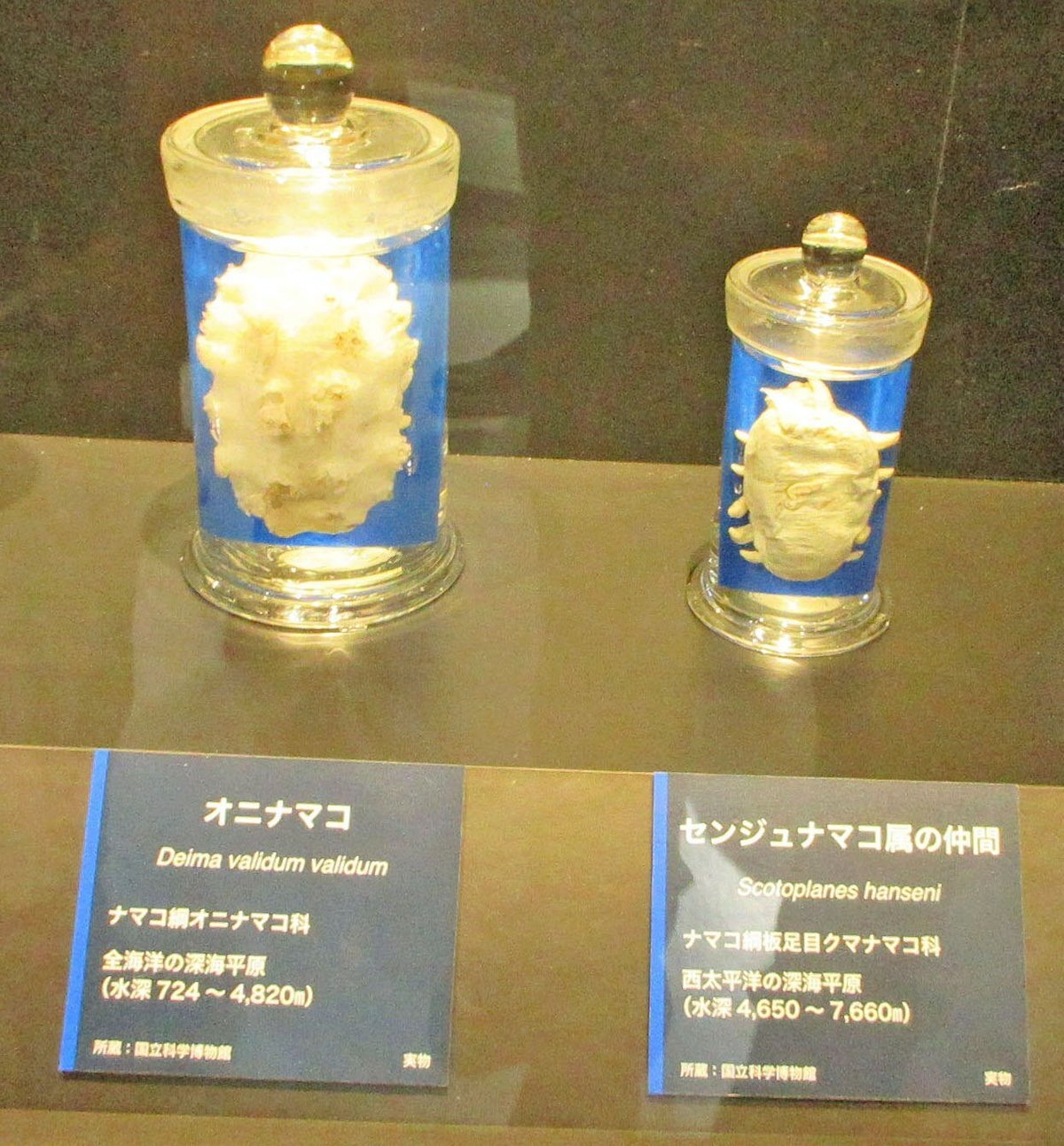 2-6．植物プランクトン、動物プランクトン、マリンスノー、深海生態系を支える鉛直移動の生物、クジラたちのホエールポンプ、大型動物のホエール ...