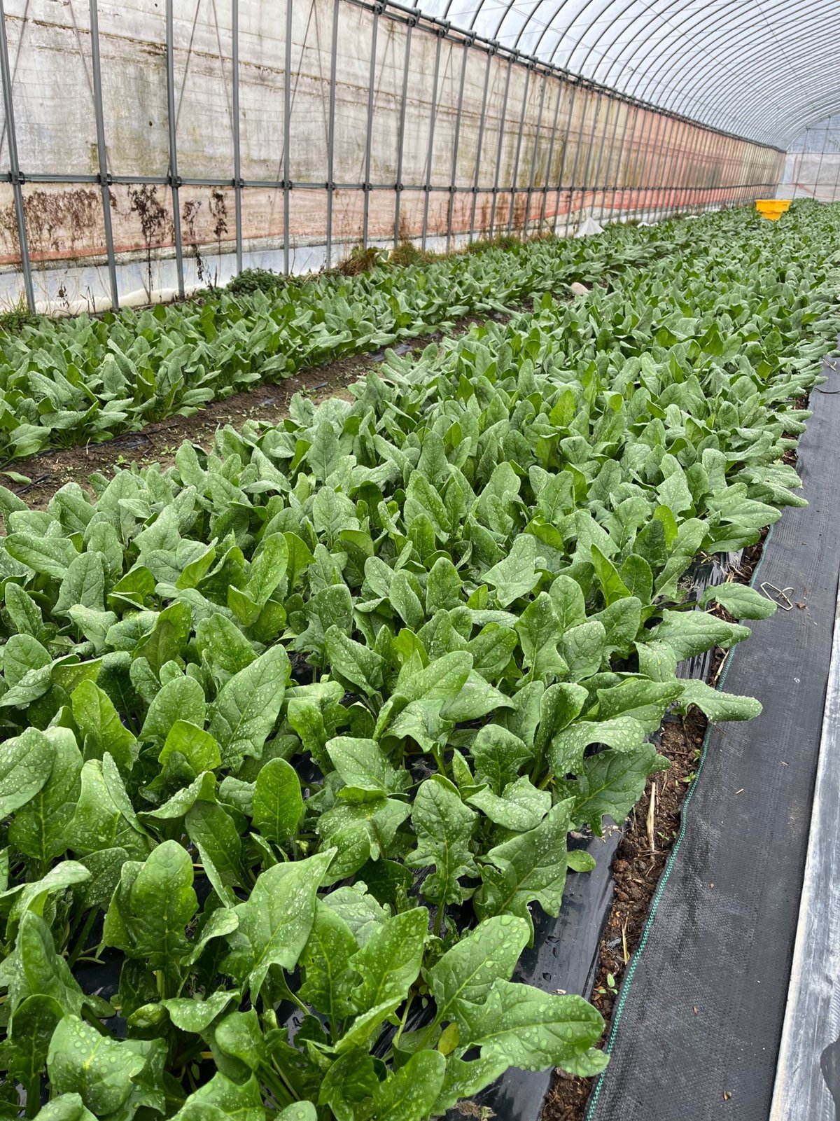 新規就農の苦悩 〜ビニールハウス編〜 #12｜Shinta Ninoto