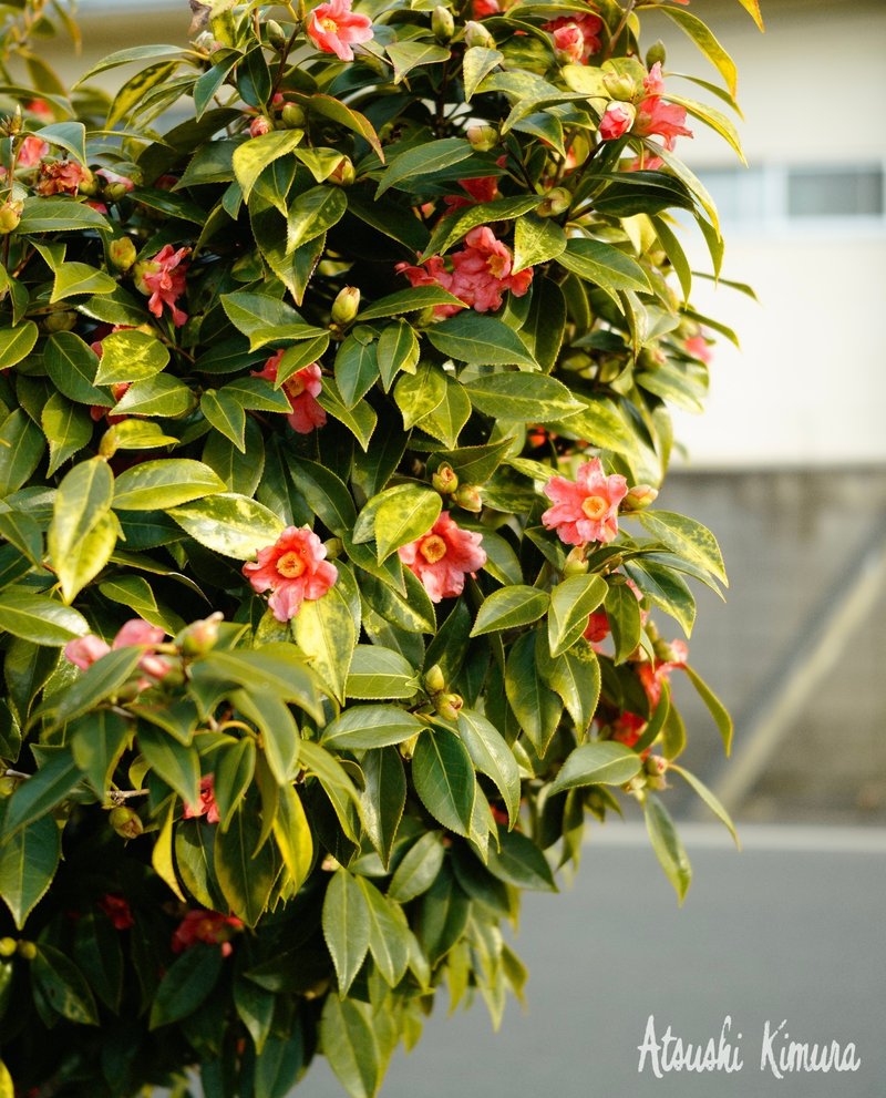 1時間ノーカットPOVスナップ｜木村篤志 / Atsushi Kimura