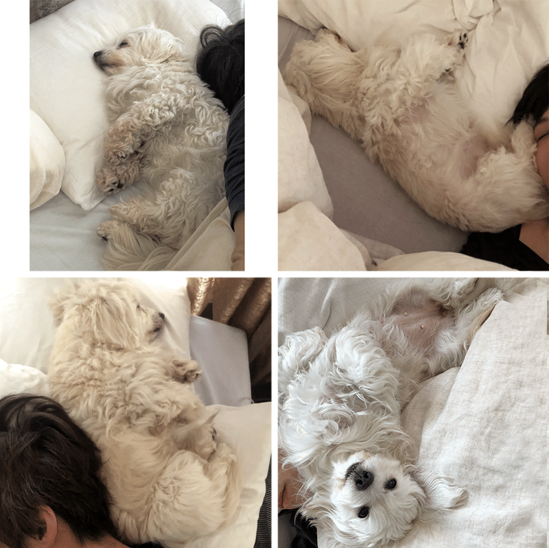 「いぬとのこと」#5 メガネの悪夢｜YAYO/NU