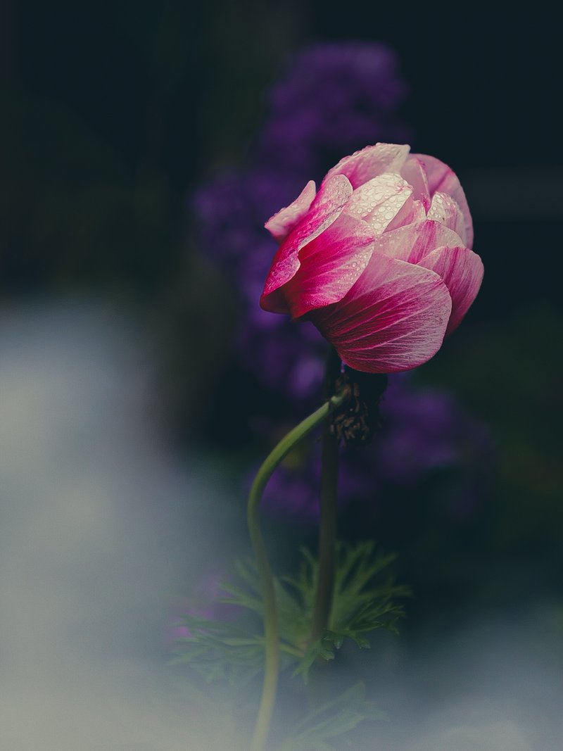 雨上がりのアネモネ / Leica Q3｜TAKU