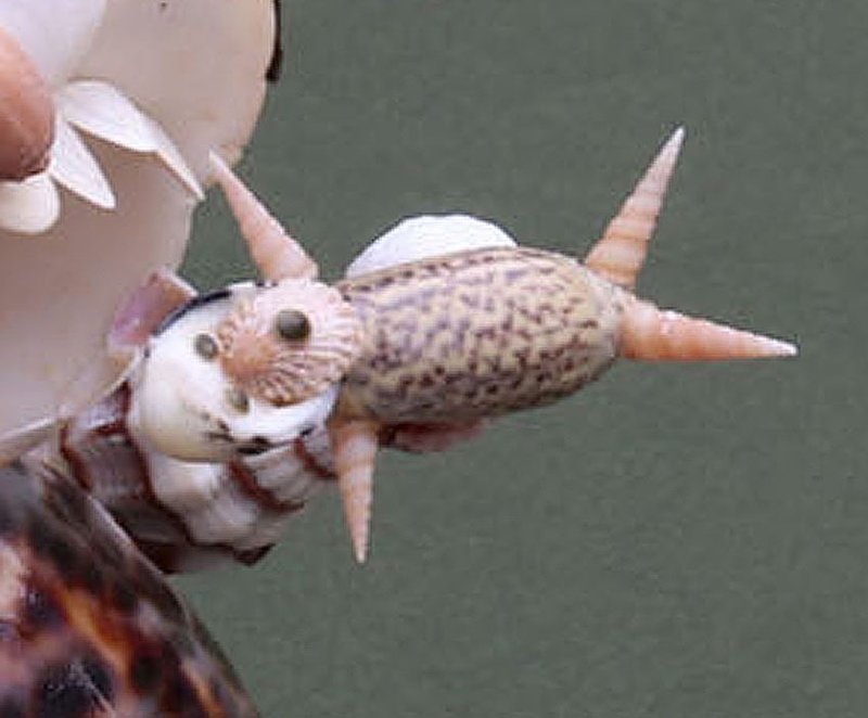 「ポリュペモス」｜zoo_shell