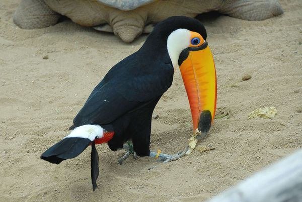 オニオオハシ物語｜M_ayumi