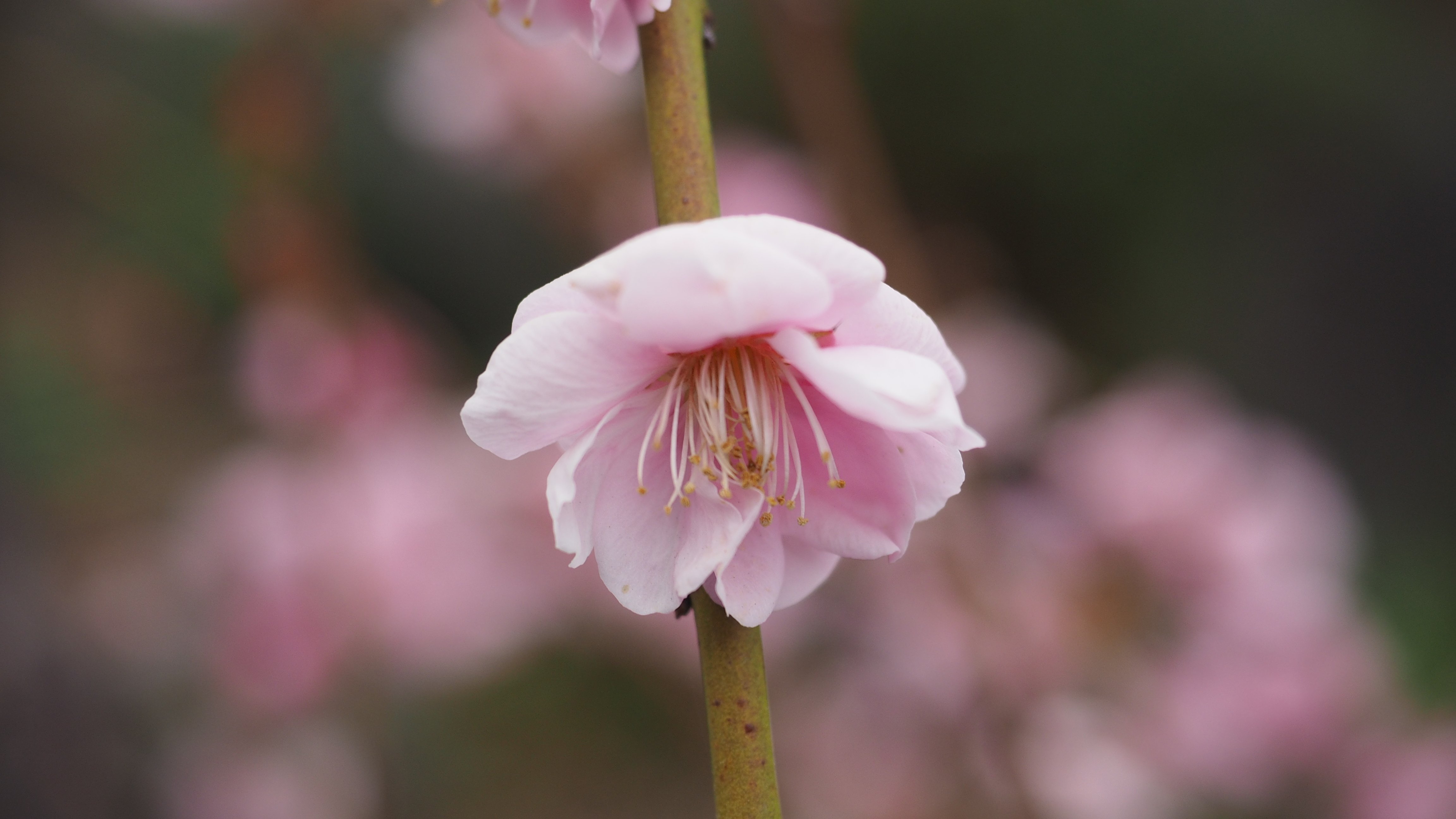 梅寺を愛でる・・・｜Katu