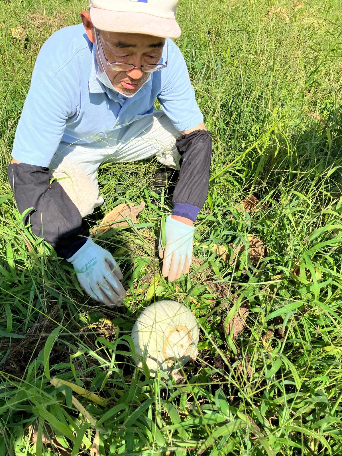 蔵王かぼちゃへの想い #14｜Shinta Ninoto