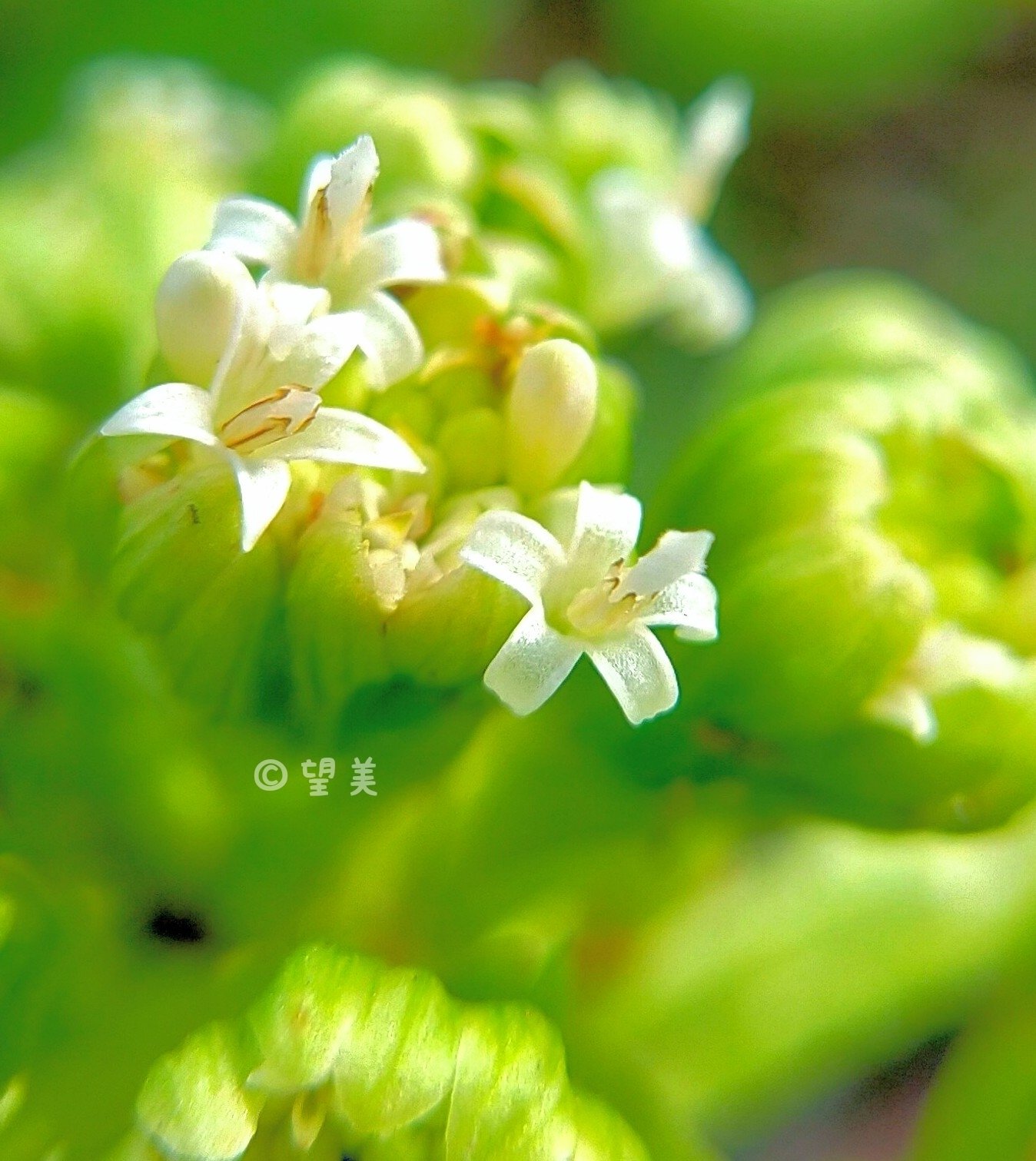 おはようございます(*´︶`*)薹立ちて 花開く今 フキノトウ .*･ﾟ .*･ﾟ .*･ﾟ｜望美【花写真・棚田写真】