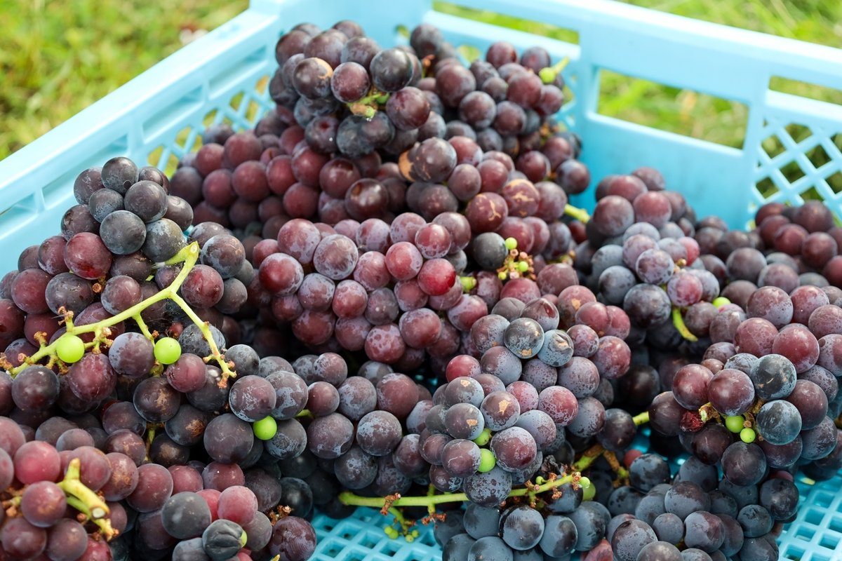 ワイナリーの完成と、私たちの新たな挑戦｜阪本開 | SHINDO WINES