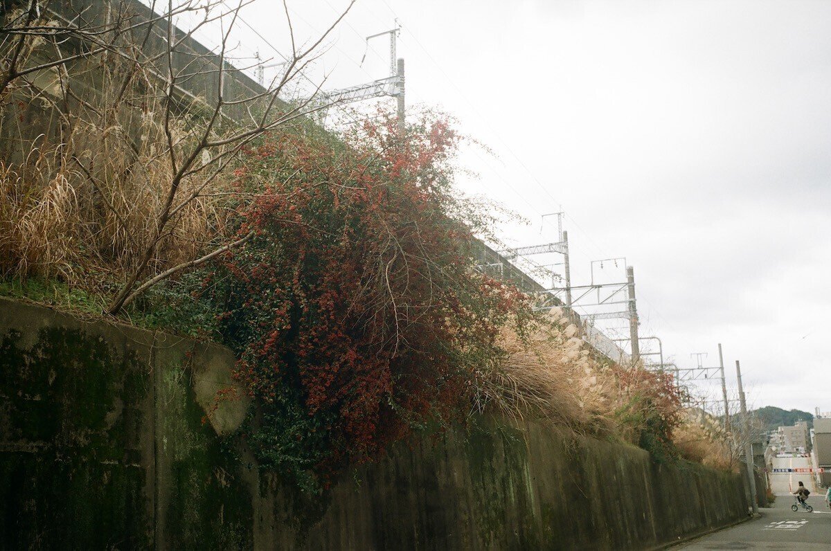 ライカIIIf + ズマロン35mm 試し撮り|hmacky ライカIIIf + ズマロン35mm 試し撮り|hmacky