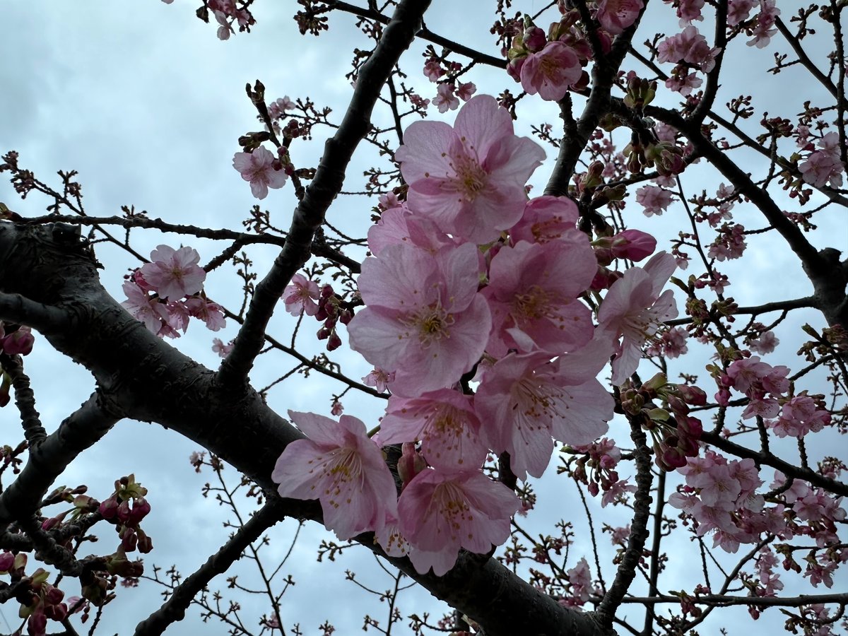 2024/2/15 浜名区で見つけたもの #河津桜｜NicePapa 平野 尚志