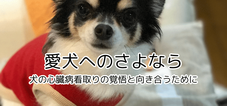 愛犬へのさよなら：犬の心臓病看取りの覚悟と向き合うために｜HAYATO【Creative Vision Studio