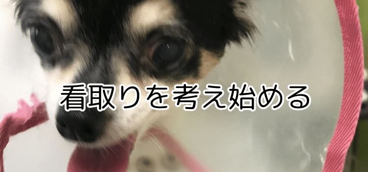 愛犬へのさよなら：犬の心臓病看取りの覚悟と向き合うために｜HAYATO【Creative Vision Studio