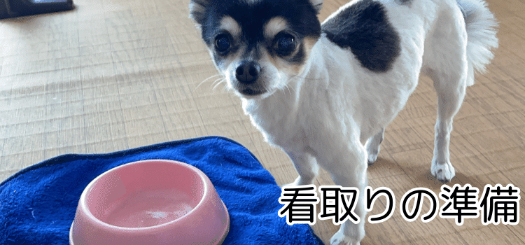 愛犬へのさよなら：犬の心臓病看取りの覚悟と向き合うために｜HAYATO【Creative Vision Studio