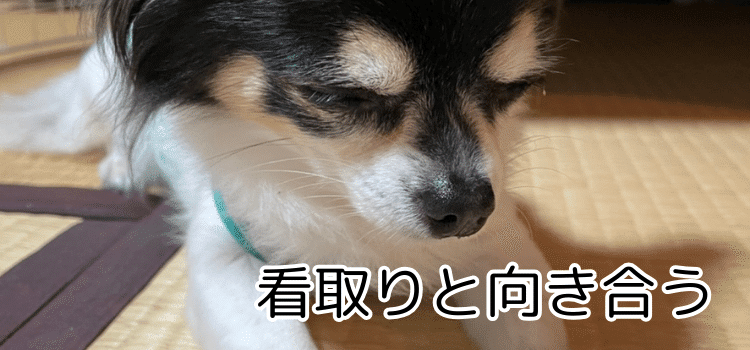 愛犬へのさよなら：犬の心臓病看取りの覚悟と向き合うために｜HAYATO【Creative Vision Studio