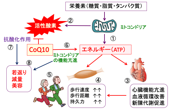 154）コエンザイムQ10はミトコンドリアのATP産生を増やす｜福田 一典｜銀座東京クリニック
