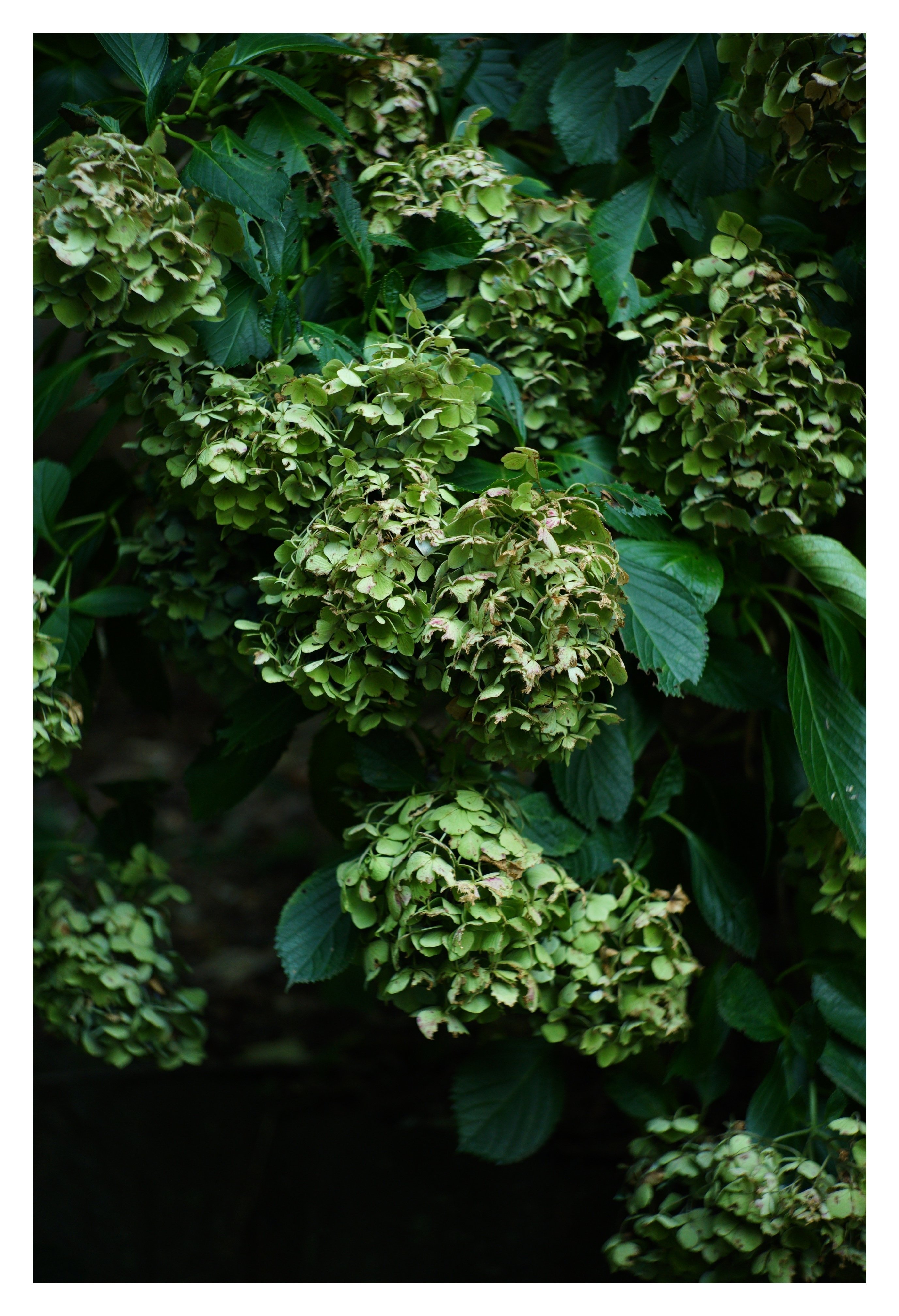 アーカイブ｜shin ikegami